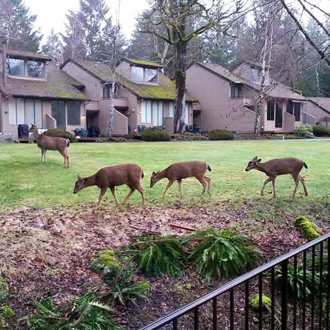 Nature's daily show features visiting wildlife who clearly missed the memo about personal property boundaries and fences.