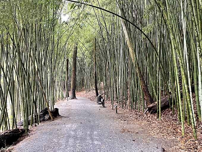 The way light filters through these bamboo stalks creates shadows that dance like nature's own light show.