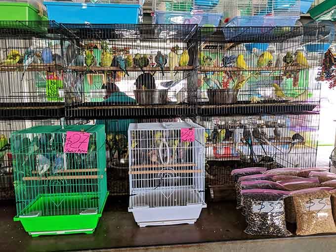 These feathered friends come with their own condos, because even parakeets appreciate good real estate in Texas.