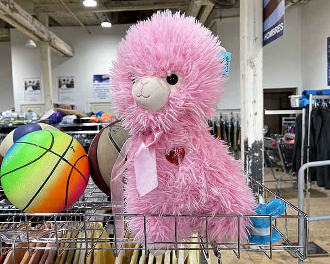 Sometimes the fluffiest finds are the ones that make you smile, like this impossibly pink poodle waiting patiently.