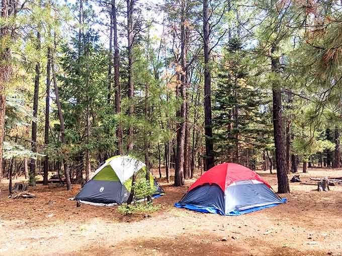 Camping here means swapping your ceiling fan for actual pine-scented air and a million-star ceiling.