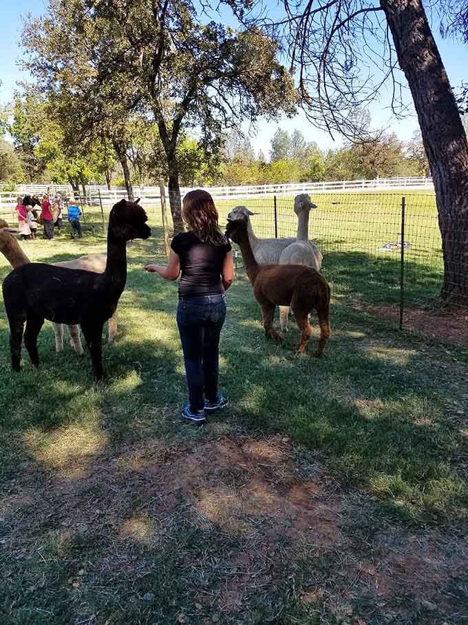When multiple alpacas decide you're their new best friend, resistance is completely and utterly futile.