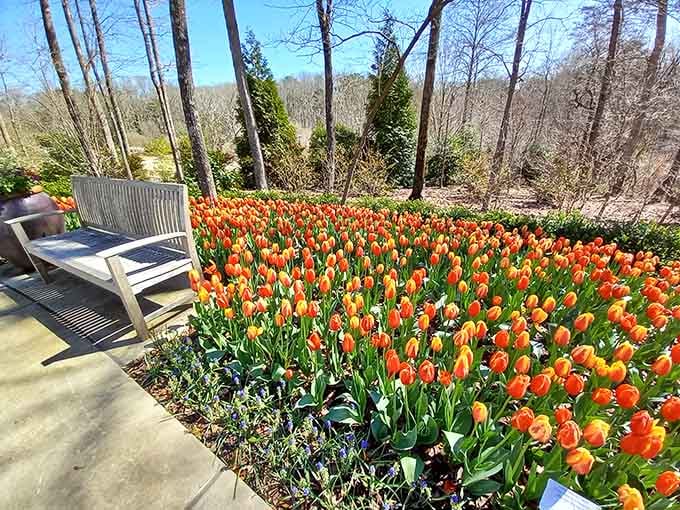 Orange tulips blanket the hillside like nature's own welcome mat, inviting you to stay awhile and breathe deeply.
