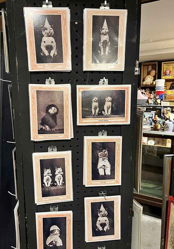 Vintage cat postcards prove our obsession with feline photography predates the internet by at least a century or two.