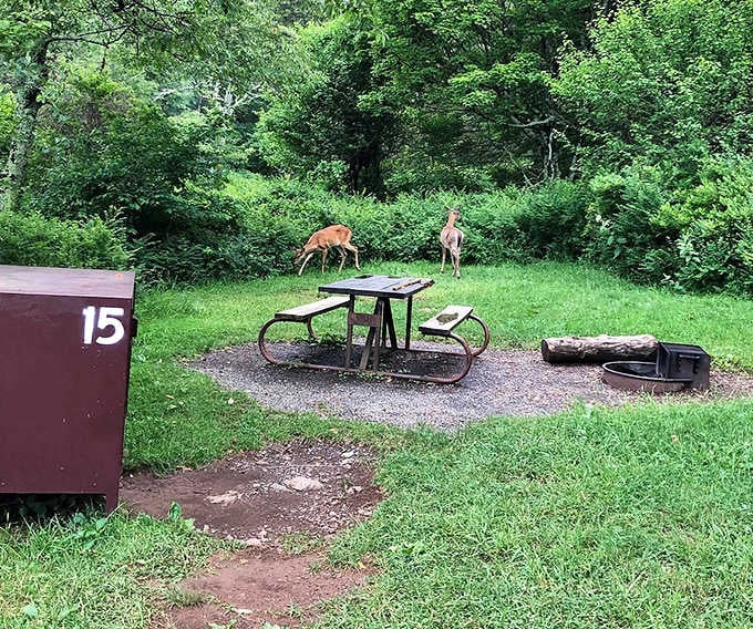 Deer casually photobombing your campsite like they're auditioning for a nature documentary about property invasion.