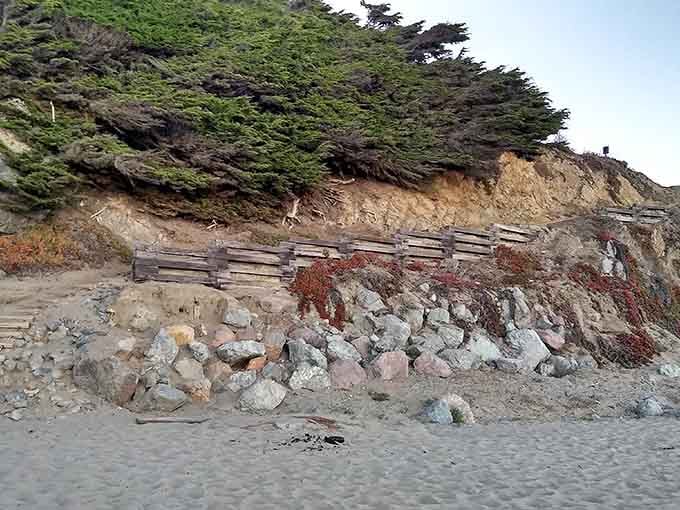 Windswept cypress trees cling to these cliffs like they're auditioning for a dramatic coastal calendar photo shoot.