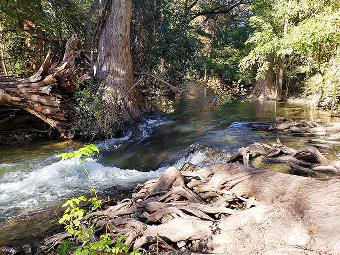 Cibolo Creek winds through town like nature's own peaceful soundtrack, complete with shade trees and contemplative moments.