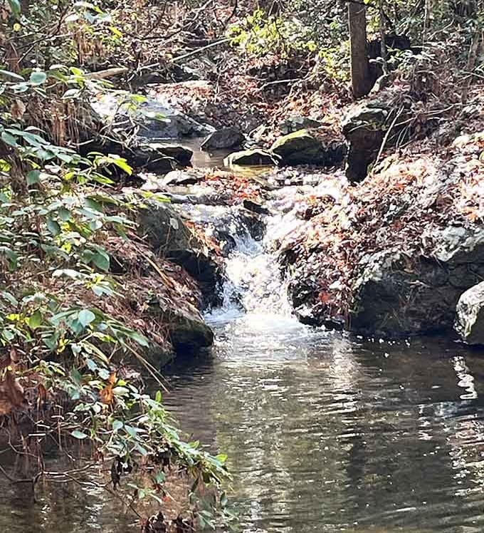 A nearby creek cascades over rocks, providing nature's soundtrack without requiring a subscription service or buffering time.