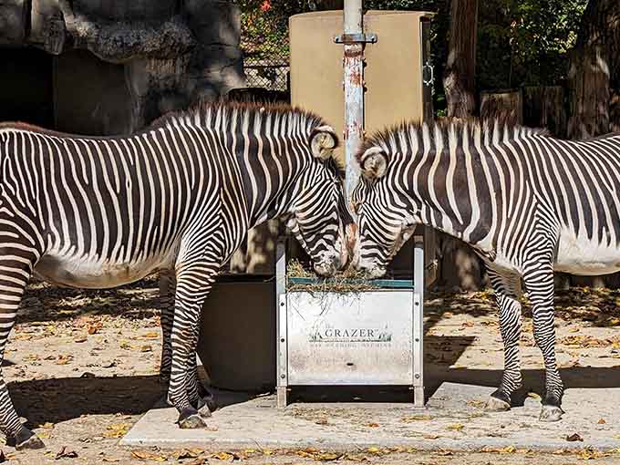 These zebras are sharing lunch like old friends catching up over coffee, minus the gossip and lattes.