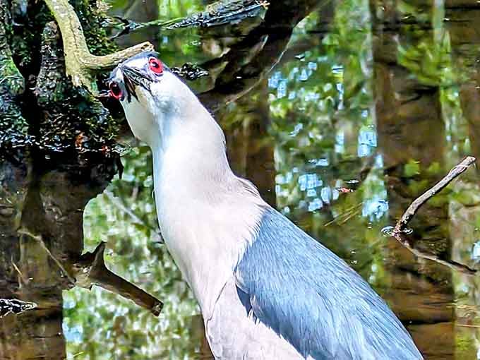 This Black-crowned Night Heron strikes a pose that suggests it knows exactly how photogenic it is right now.