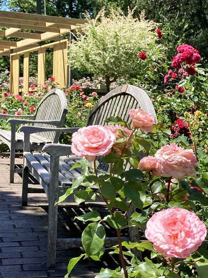 Pink roses framing weathered benches: nature's way of saying "sit down and smell me, already."