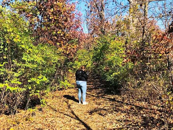 Wandering through golden autumn woods where every turn reveals another reason to slow down and breathe deeply.
