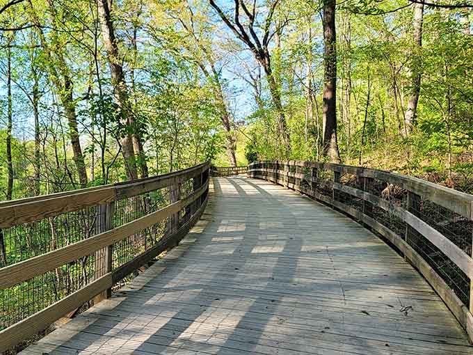 This boardwalk winds through the forest like a wooden ribbon, making the journey almost too easy.