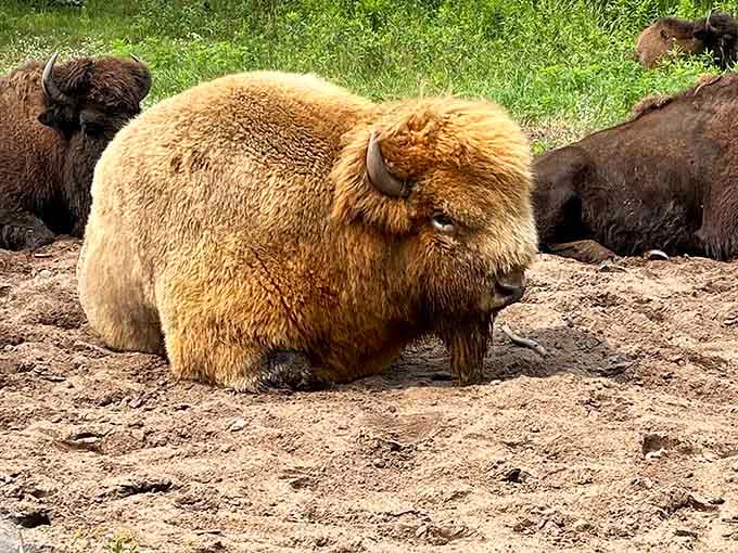 This magnificent bison at Irvine Park Zoo proves that free admission doesn't mean you're getting shortchanged on the wildlife experience.