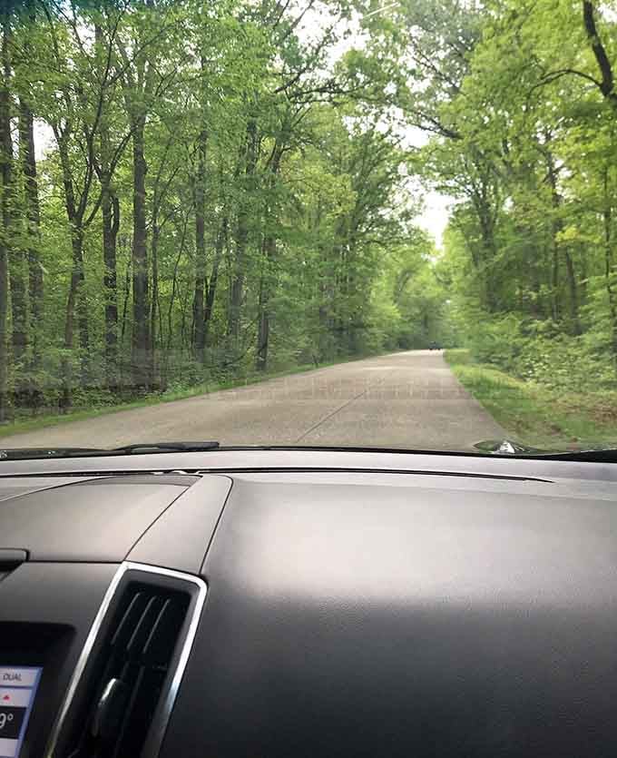 Trees forming a natural cathedral overhead, proving that the best architecture sometimes grows from the ground.