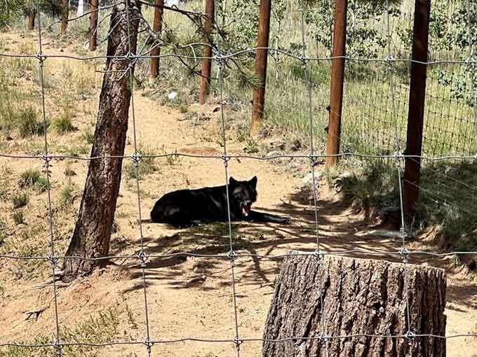 Black wolves possess a mysterious elegance that makes them the James Dean of the canine world.