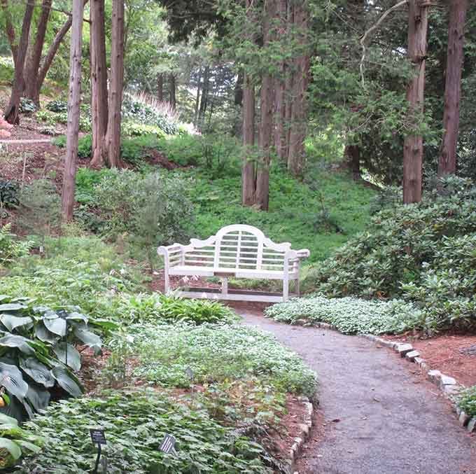 A peaceful bench tucked among towering trees, perfect for contemplating life's mysteries or just catching your breath.