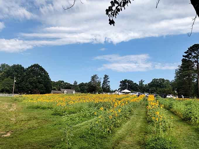 Summer brings towering sunflowers that turn the farm into a golden wonderland worth the return visit.