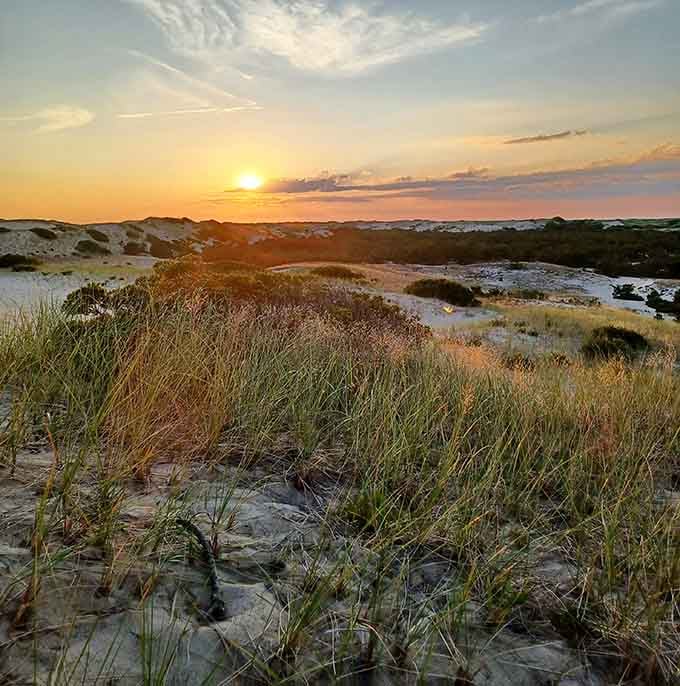 Golden hour here doesn't mess around, turning ordinary beach grass into something worthy of a museum wall.