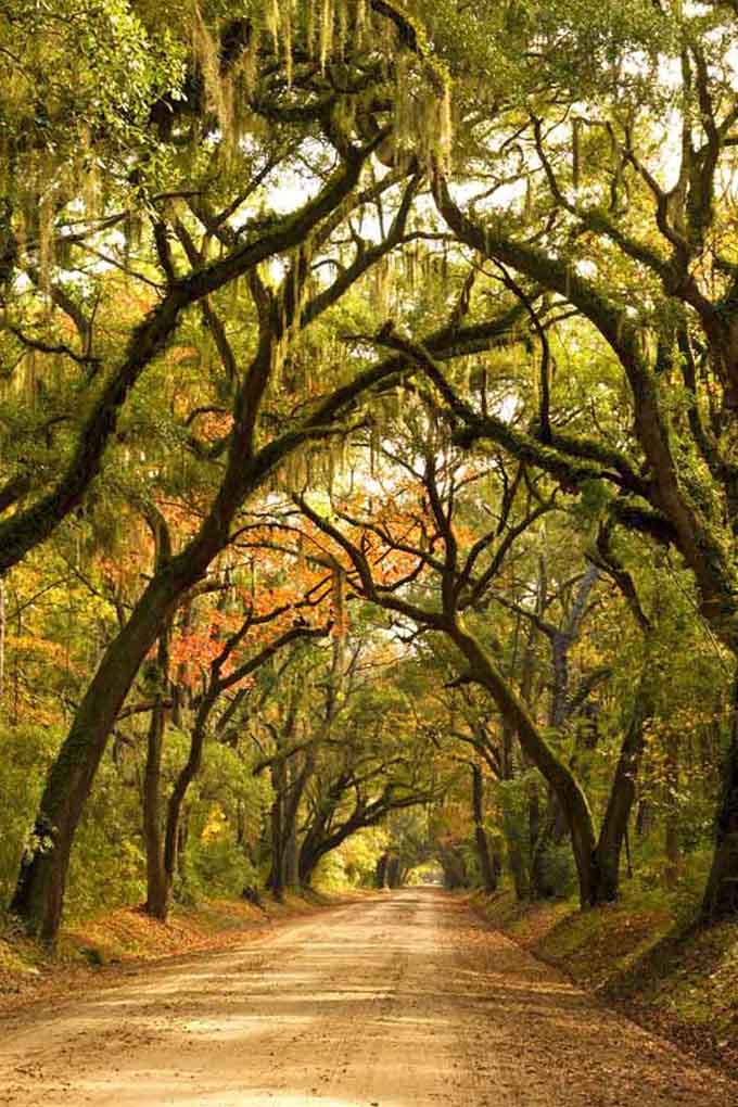 This tunnel of twisted oaks and Spanish moss makes you believe in portals to enchanted realms, no wardrobe required.