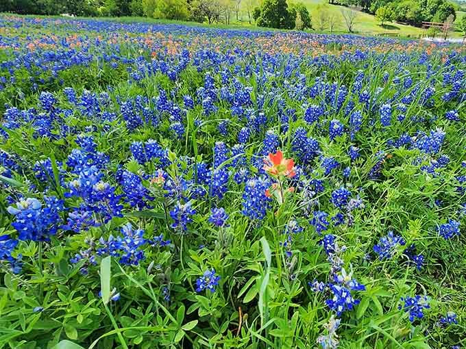 Up close, each bluebonnet is a tiny masterpiece that somehow looks even better multiplied by several million.