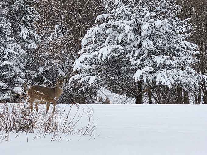 Winter transforms the landscape into a Currier and Ives print, complete with deer who clearly appreciate good scenery.