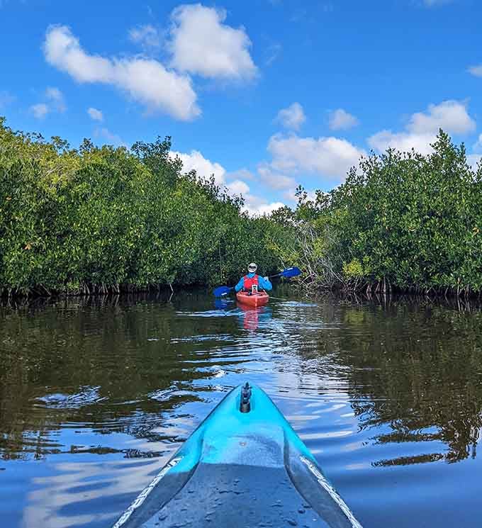 Paddling through mangrove tunnels feels like entering Narnia, except warmer and with significantly more alligators watching you.