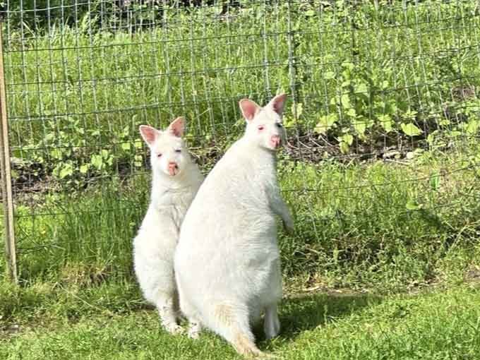 Rare albino wallabies proving that even marsupials can rock the platinum blonde look better than most of us.
