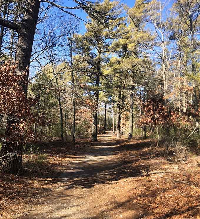 These trails wind through pine forests where the only traffic jam involves deciding which path to take.