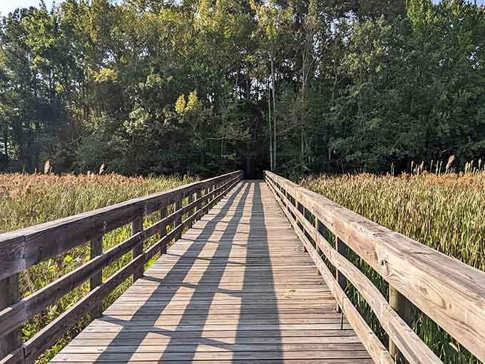 The boardwalk stretches through wetlands where nature does its thing and you remember screens aren't the only entertainment option.