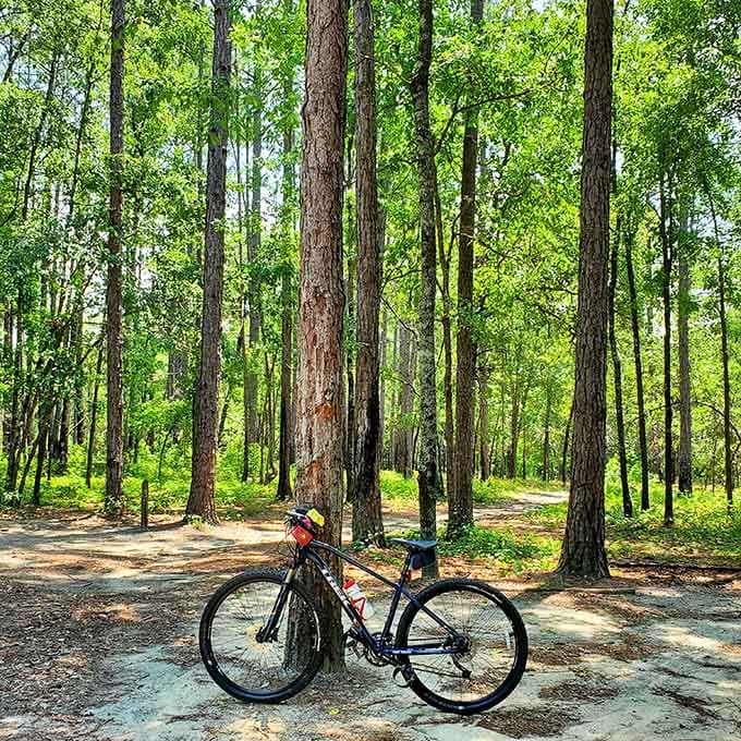 Even your bicycle wants to stop and admire the towering pines lining these peaceful trails through the Georgia wilderness.