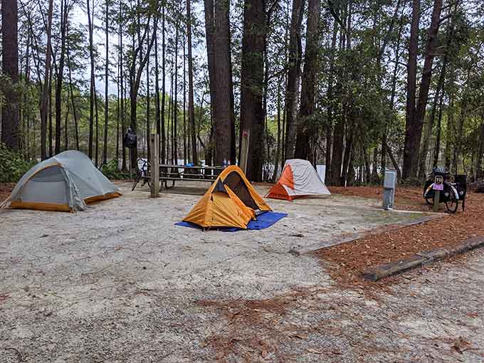 Camping under the pines where the only notifications you'll get are from curious birds overhead.