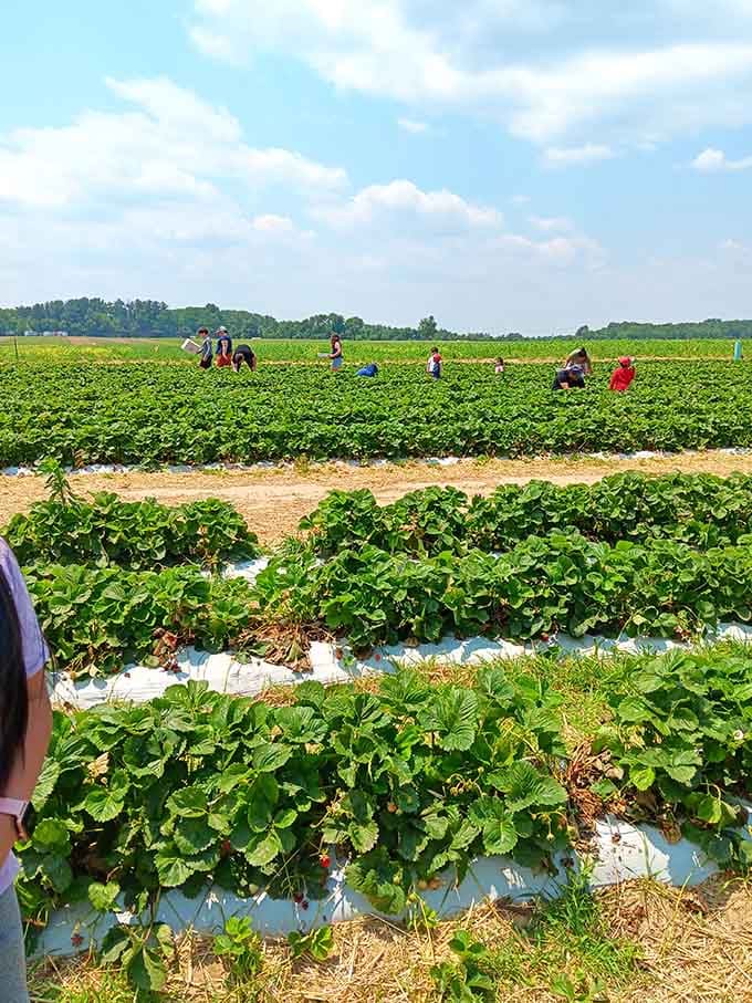 Nothing says summer like picking your own strawberries and pretending you won't eat half before reaching the car.