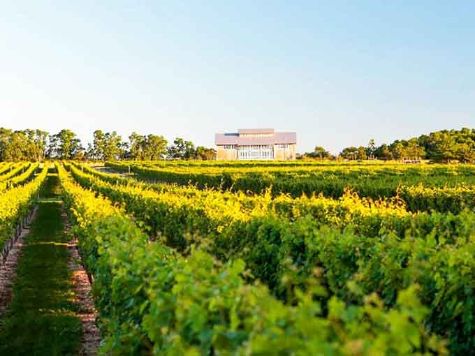 Vineyard rows stretch toward the horizon, promising afternoons of wine tasting without the Napa Valley attitude or prices.