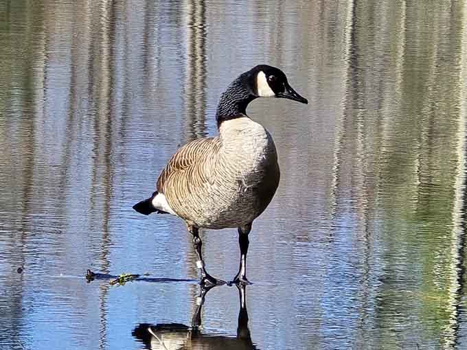 This Canada goose owns the lake like it's paying property taxes, strutting with undeniable waterfront confidence.