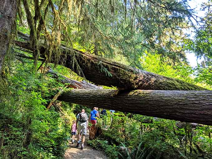 When trees fall here, they create natural bridges that make you feel like you're in a Spielberg movie.