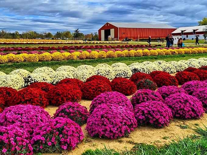 Fall brings waves of chrysanthemums in colors so bold they make your neighbor's garden look like it gave up halfway through.