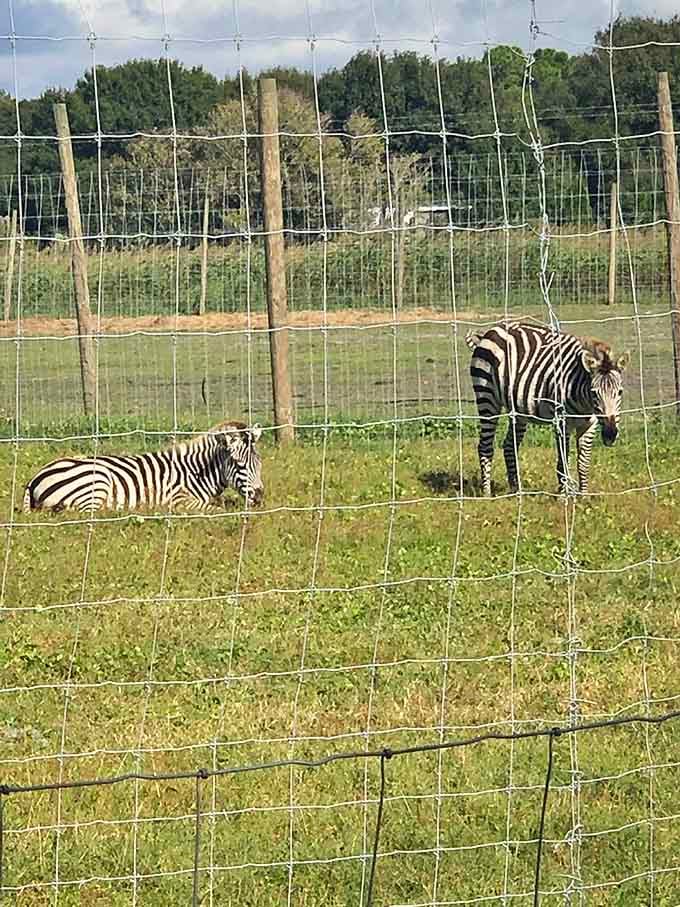 Yes, those are zebras in Florida, because apparently this farm decided ordinary wasn't interesting enough.