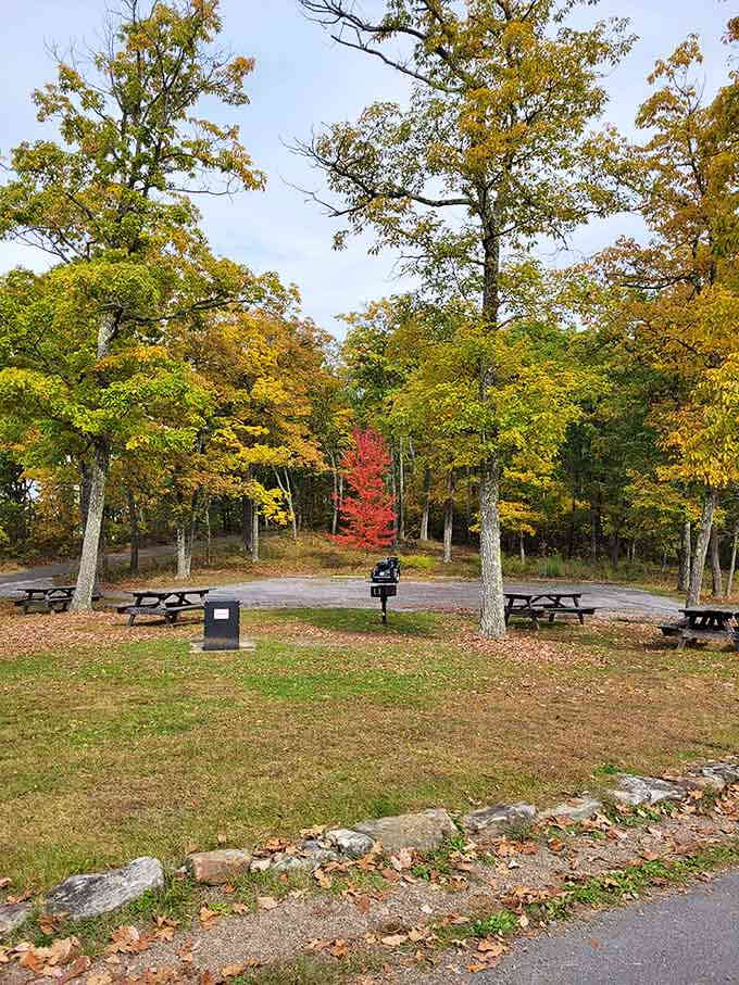 Autumn picnic tables surrounded by golden trees: nature's dining room never looked so inviting and peaceful.
