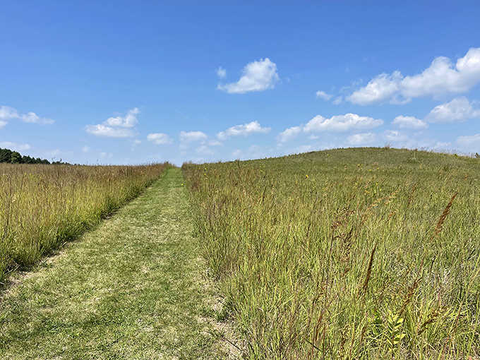 Grass so tall it makes you feel like you're in a nature documentary, except you're the one doing the exploring.