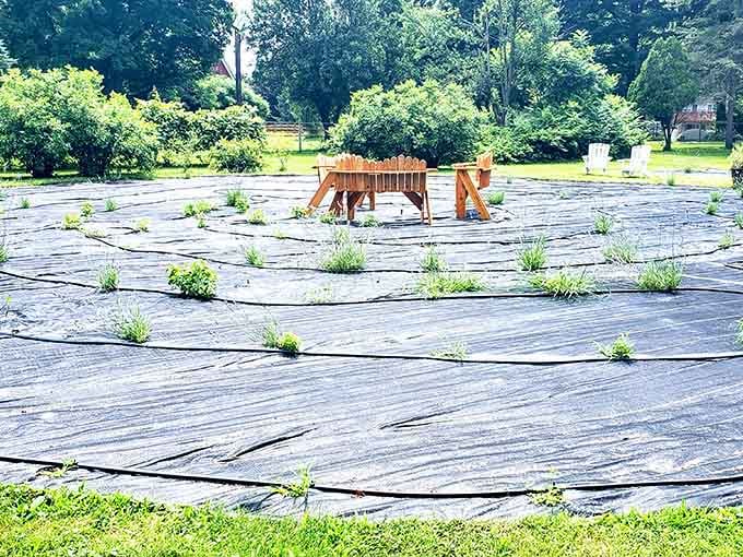 Even before bloom season, the farm's meticulous preparation promises future purple perfection worth the wait.