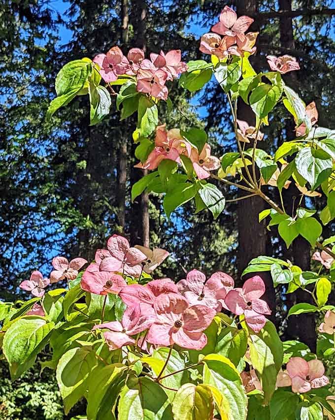 Delicate pink blossoms reach toward the sky, proving that Oregon's native plants know how to put on a show.