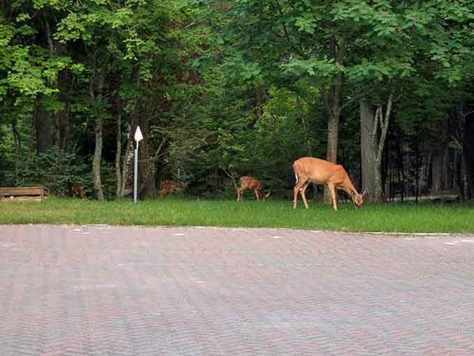 Even the local deer population knows this is prime real estate, casually browsing like they own the place.