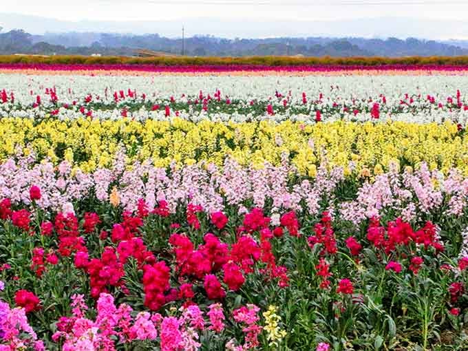 Stripes of yellow, pink, and red create a landscape that would make any quilter weep with joy.