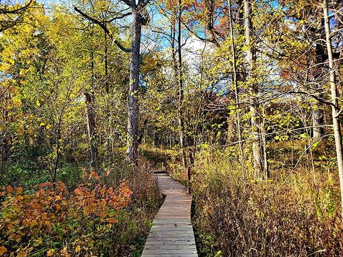 Autumn's golden light filters through trees along a boardwalk that whispers secrets of changing seasons.