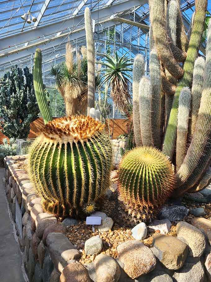 These cacti look like they're auditioning for a desert-themed science fiction movie and nailing every scene.