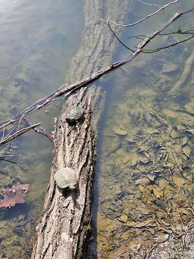 Even the turtles know this crystal-clear water offers the best sunbathing spots in Lexington.