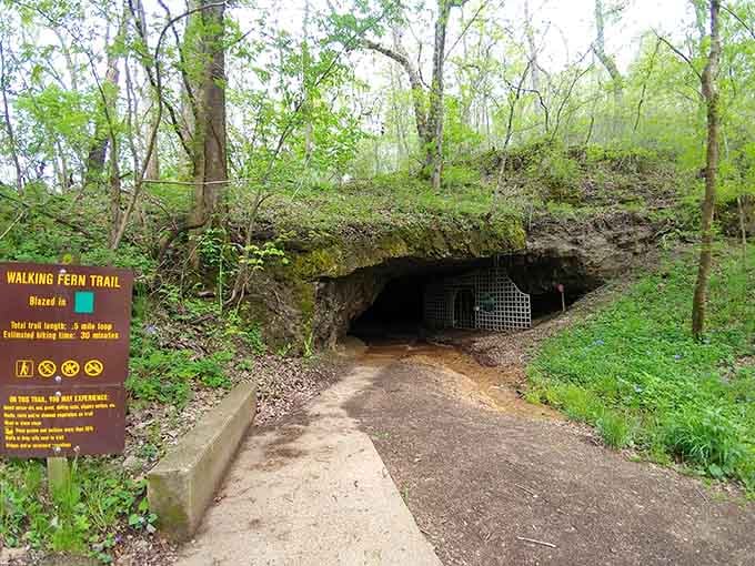 The Walking Fern Trail entrance looks mysterious enough to make you forget you're still in Missouri.