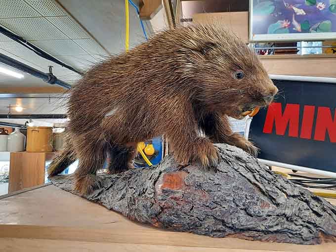 This taxidermy porcupine looks ready to defend its territory, quills and all, from overeager bargain hunters.