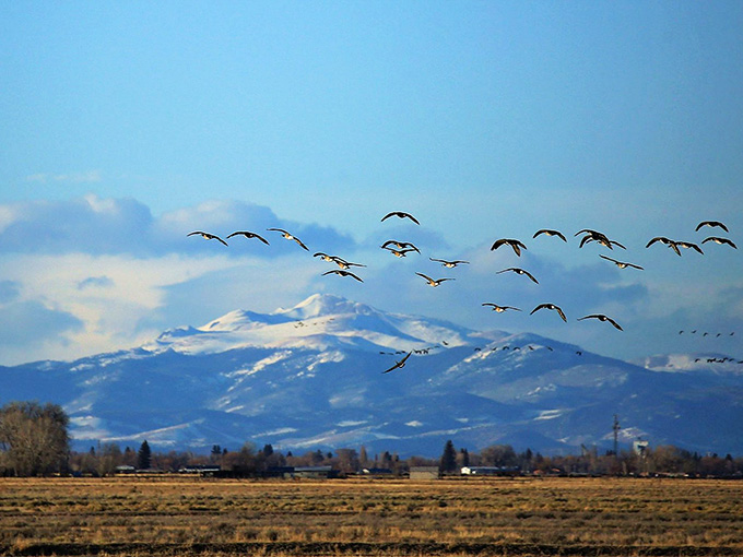Thousands of migrating birds turn the sky into nature's own air show every spring and fall.